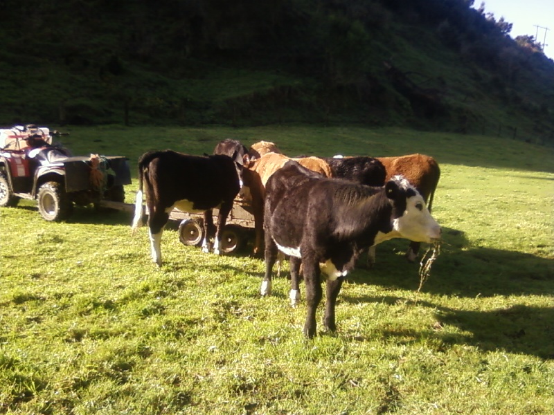 Te-puke – Farmminder Services