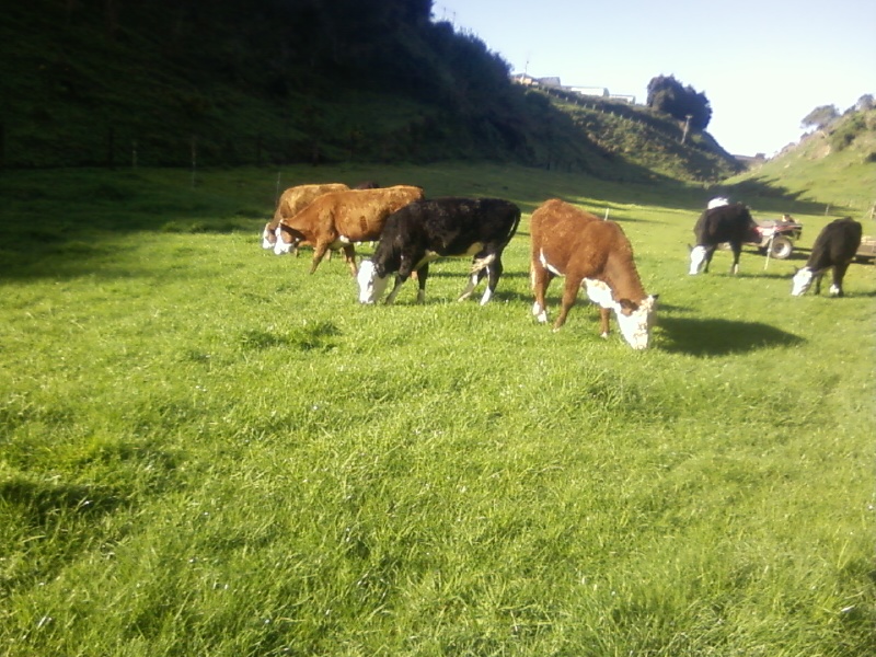 Te-puke – Farmminder Services